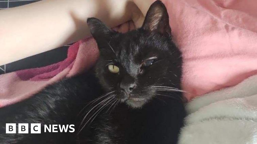 The curious case of the missing Lanarkshire cats