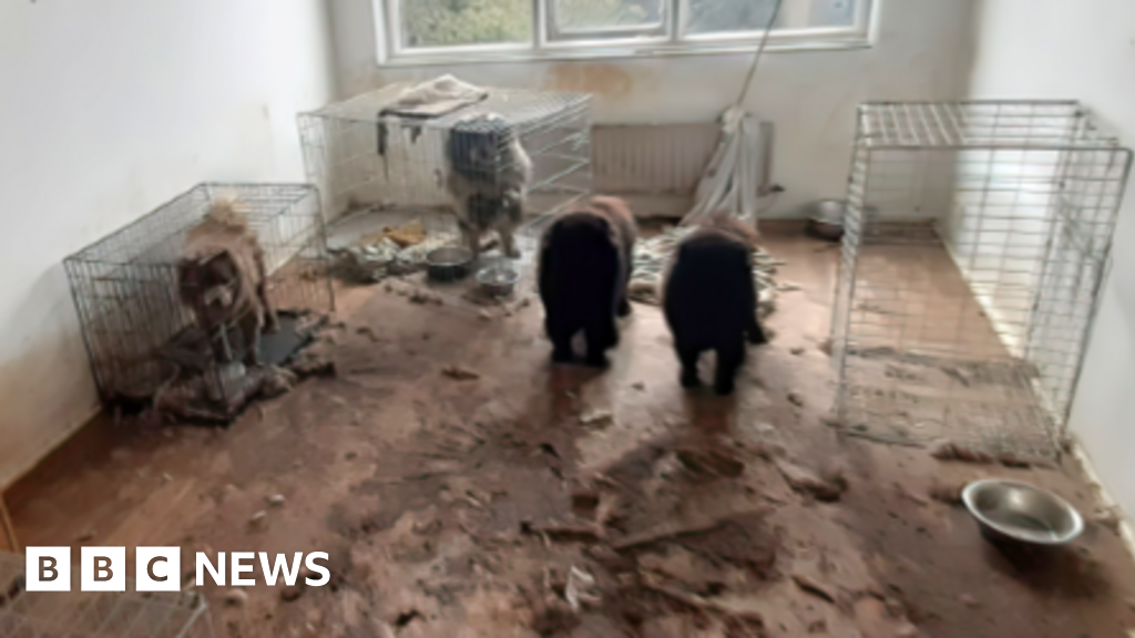Animal ban for Tamworth woman who left dogs in faeces - BBC News