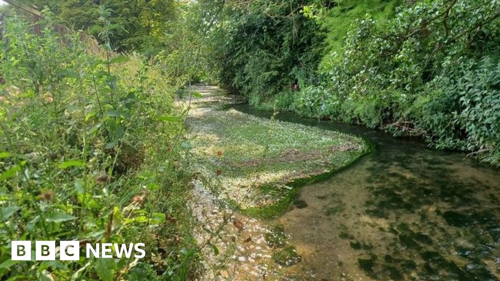 Threats to Cambridge chalk streams addressed by experts - BBC News