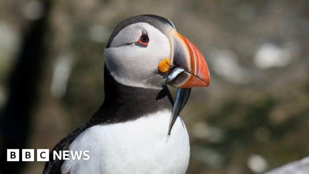 UK sandeel fishing ban 'poses a threat' to seabirds - RSPB - BBC News