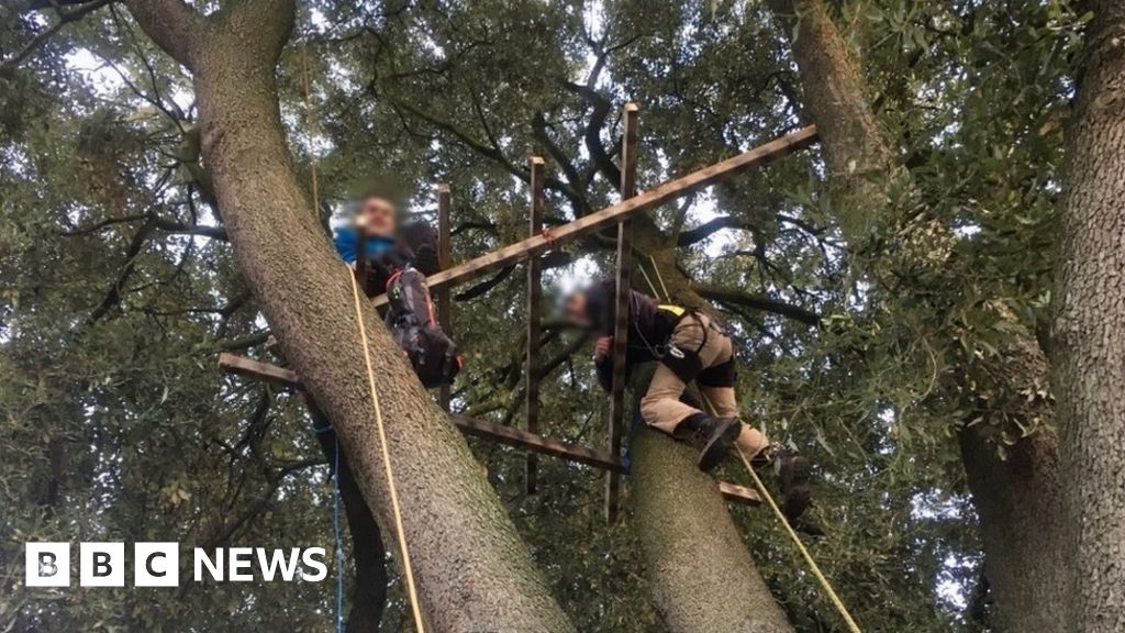 Bristol: Protesters 'occupy' oak tree to prevent felling - BBC News