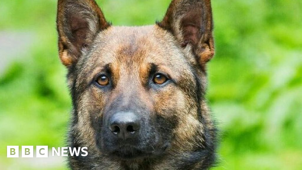 Nottinghamshire Police dog run over and killed by police car - BBC News