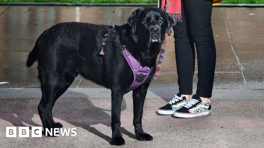 'Dog phone' could help lonely pooches call owners
