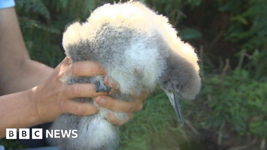 Skomer shearwater chicks putting on weight - BBC News