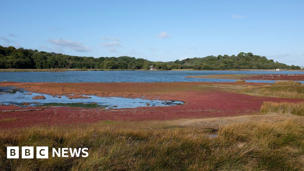 Brownsea Island Lagoon among 500 hectares to be restored