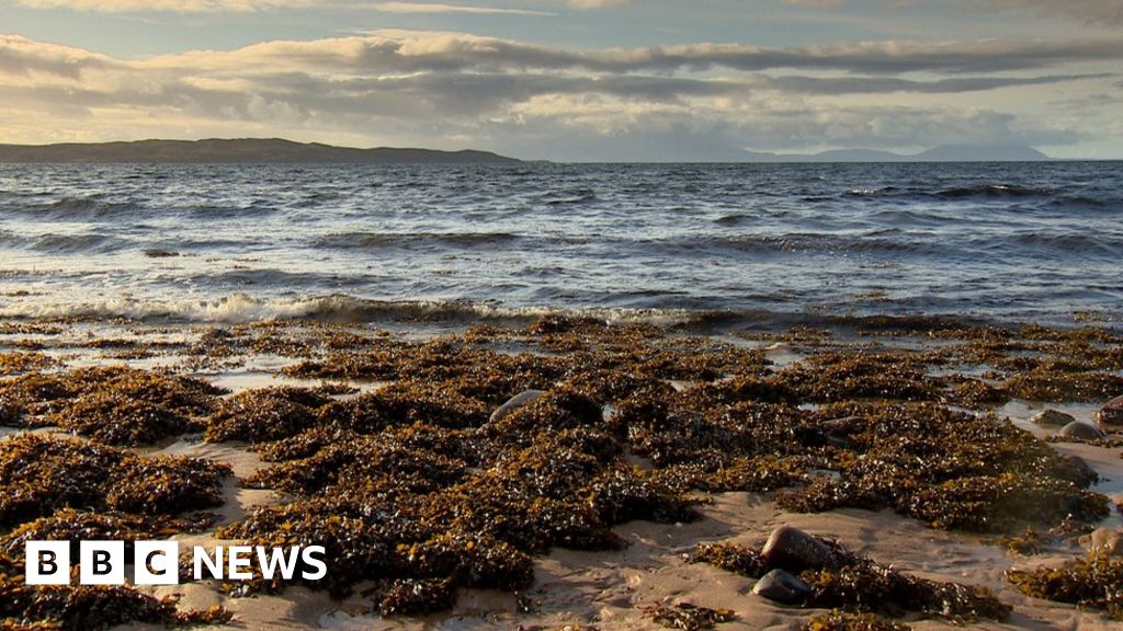 Probe into alleged scallop dredging in protected area - BBC News