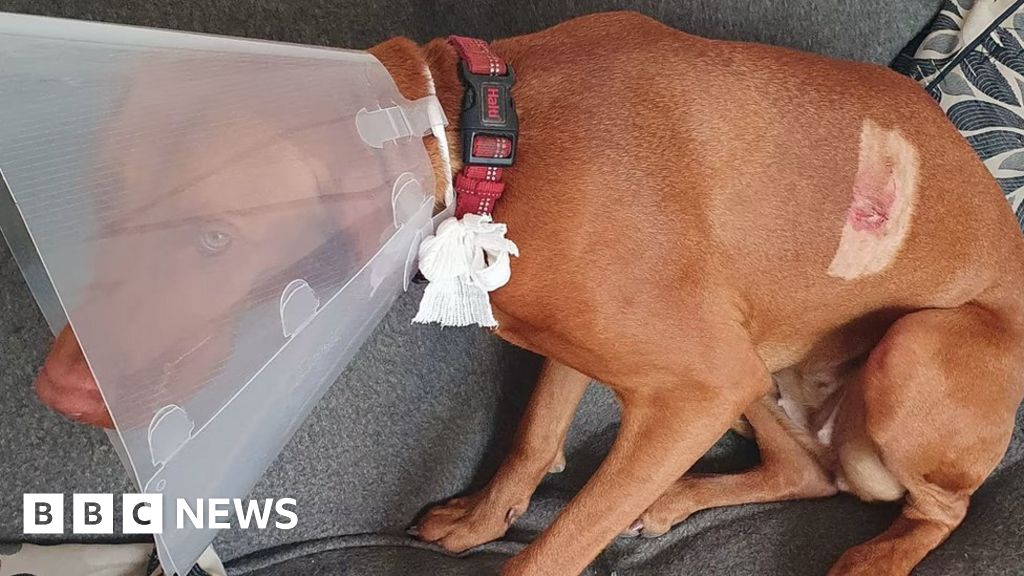 Police appeal after dog-on-dog attack in Nottinghamshire park - BBC News