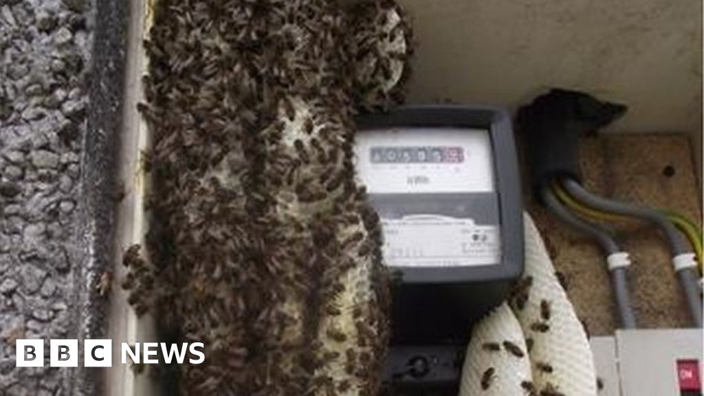 NIE worker stung by swarm of bees that built hive in electricity meter ...