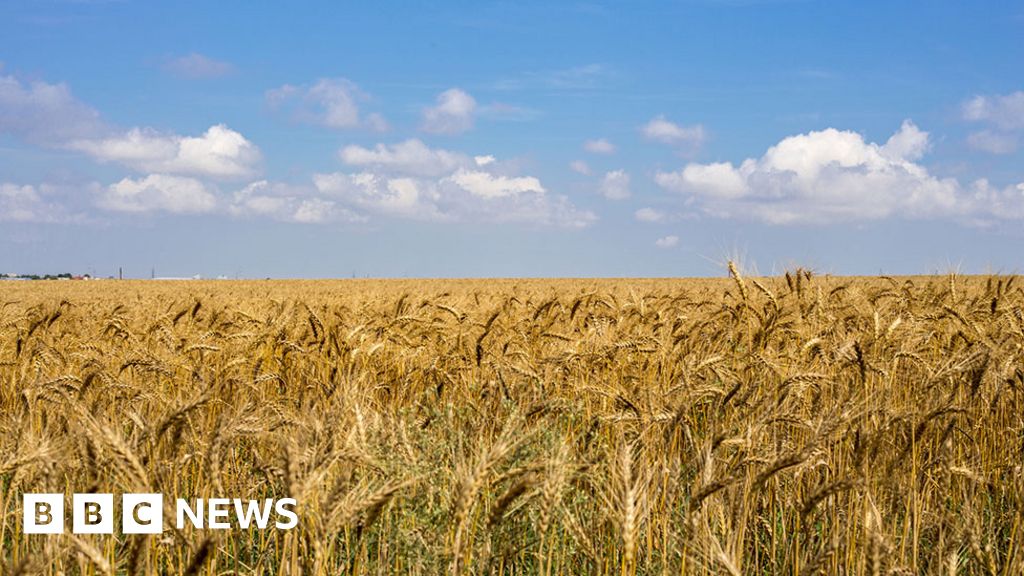 The effect of war on food prices - BBC News