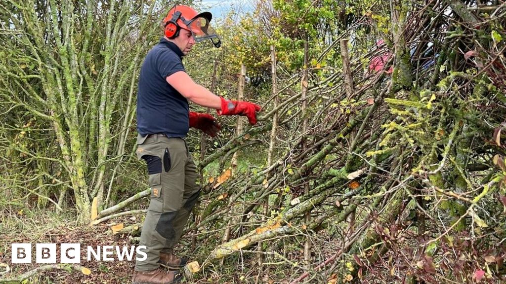 Hedgelayers keep tradition alive in Oxfordshire contest - BBC News