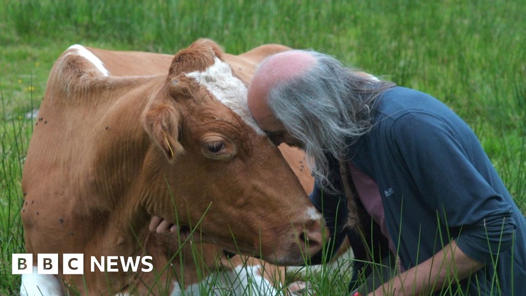 Animal therapy: What is it like to cuddle a cow? - BBC News