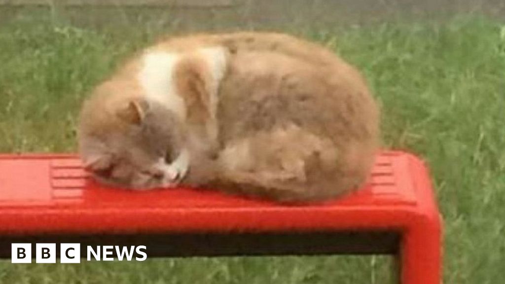 Global donations for Havant 'bus stop' cat Missy memorial - BBC News