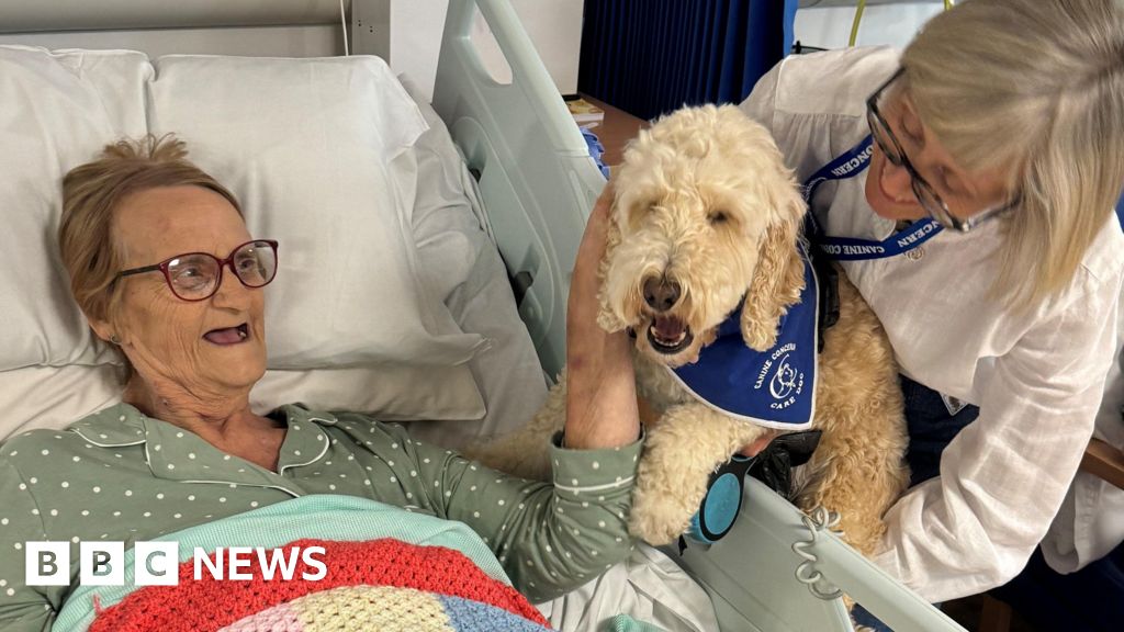 Therapy dog Ted the cockerpoo makes his first hospital visit