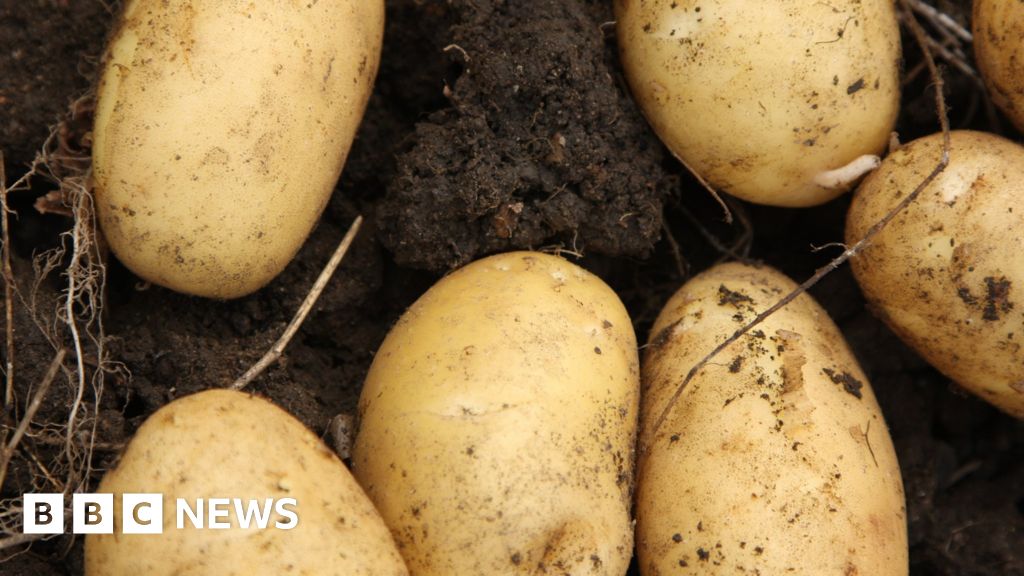 Brexit: NI potato firms 'unable to export to EU' in no-deal - BBC News