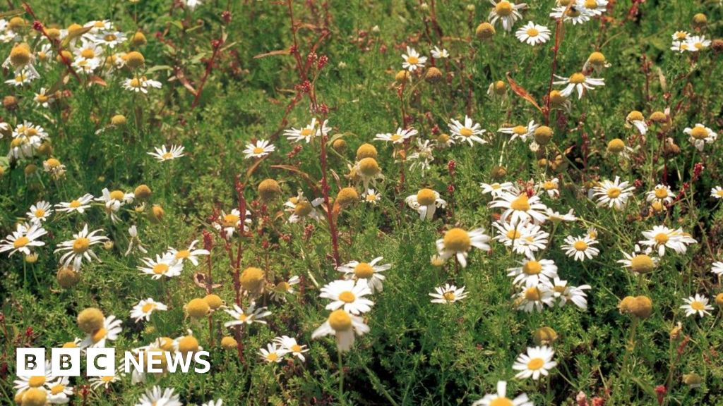Shipley: Wildflower meadows planned to help bees and butterflies