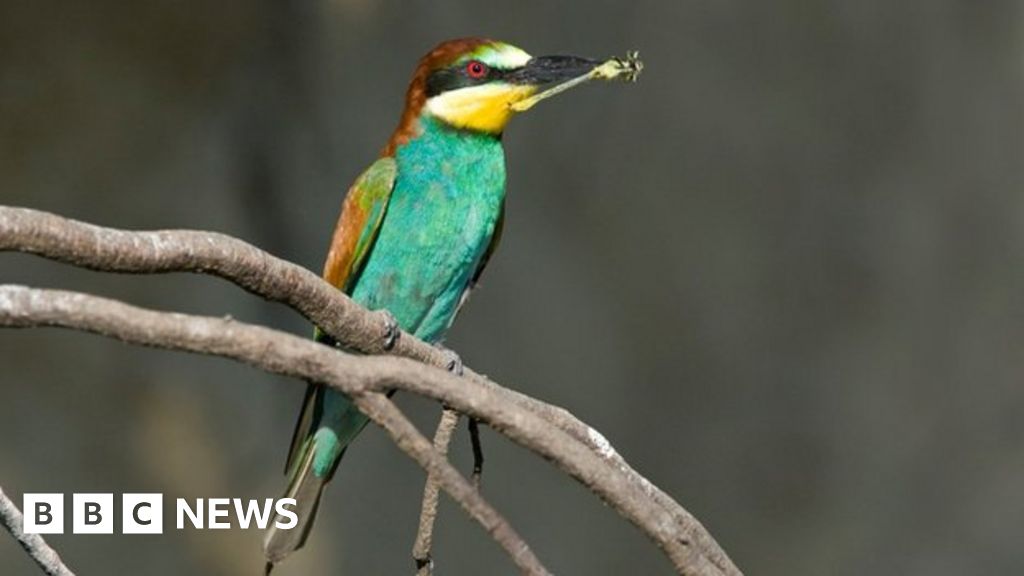 Climate predicts bird populations - BBC News
