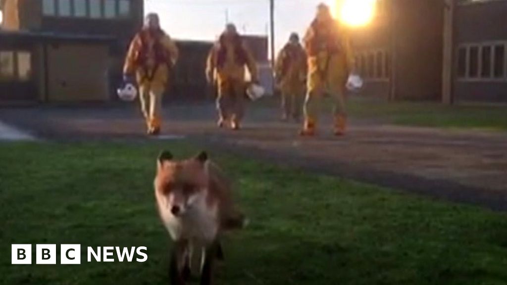 'Basil' the fox befriends RNLI Spurn Point lifeboat crew - BBC News