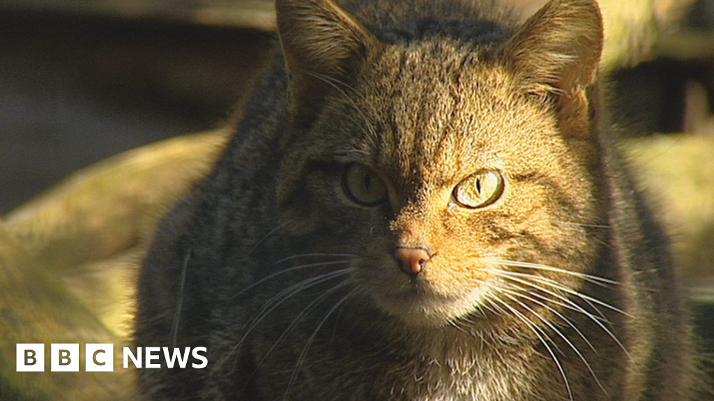 Scotland's wildcats 'functionally extinct' in the wild - BBC News