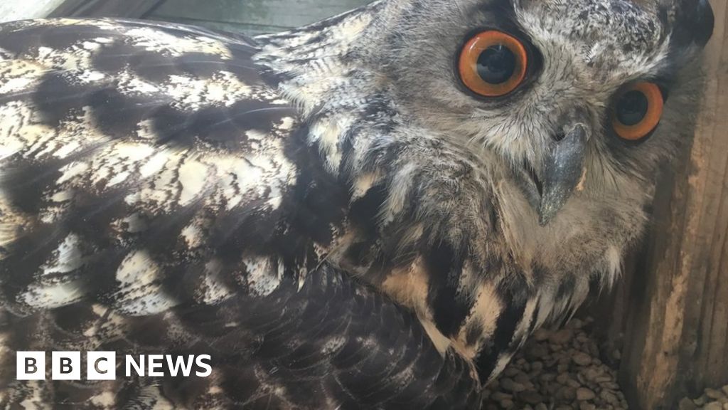 'Male' eagle owl lays egg at Gloucester bird sanctuary