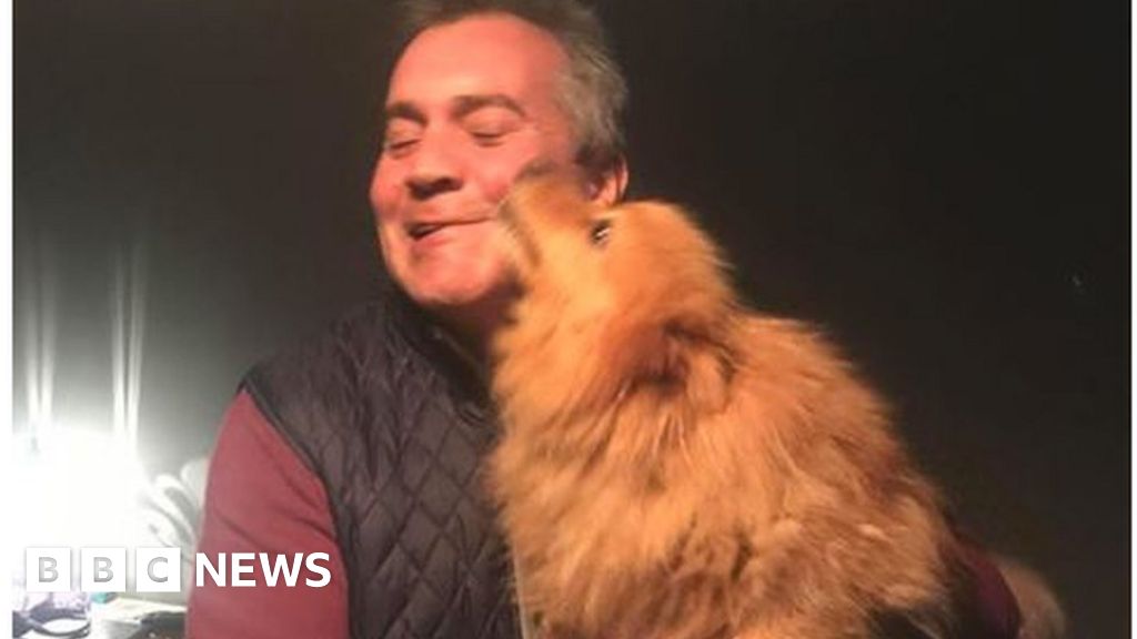 Stolen dog found in Bangor 300 miles from London home