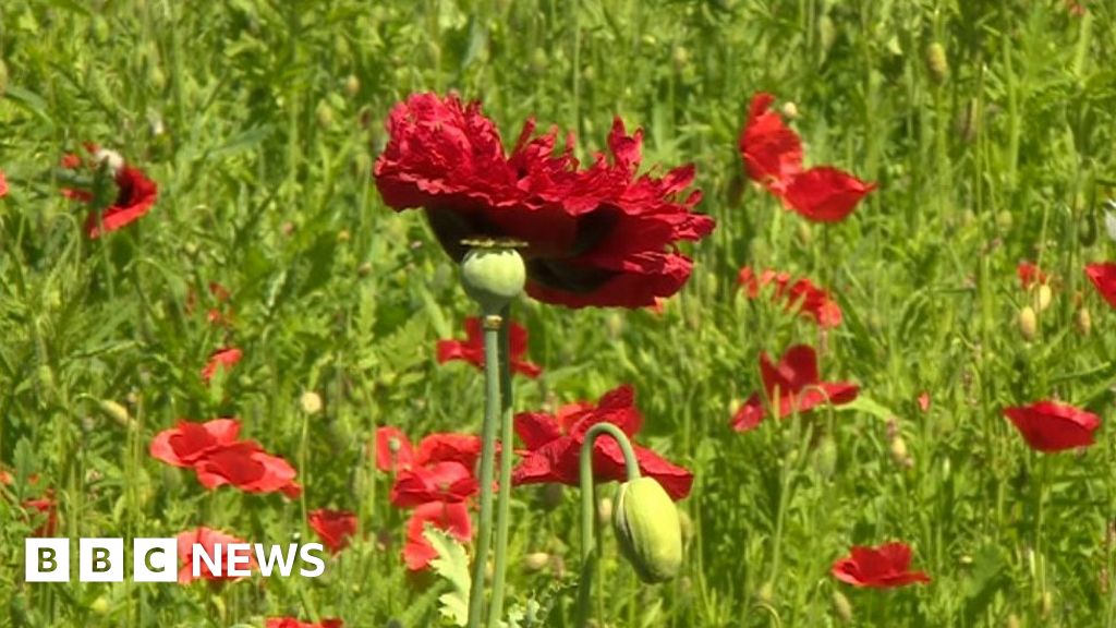 Centenary marked with 100 poppy varieties