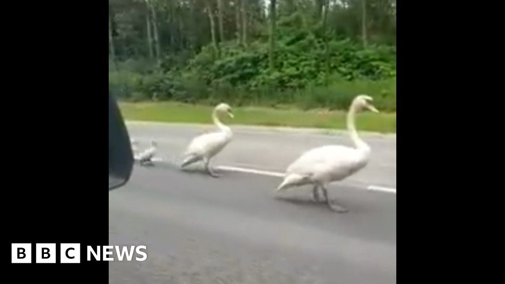 Swans waddle along busy road in rush hour - BBC News
