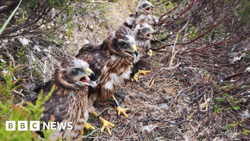 Record number of hen harriers killed or missing in northern England ...