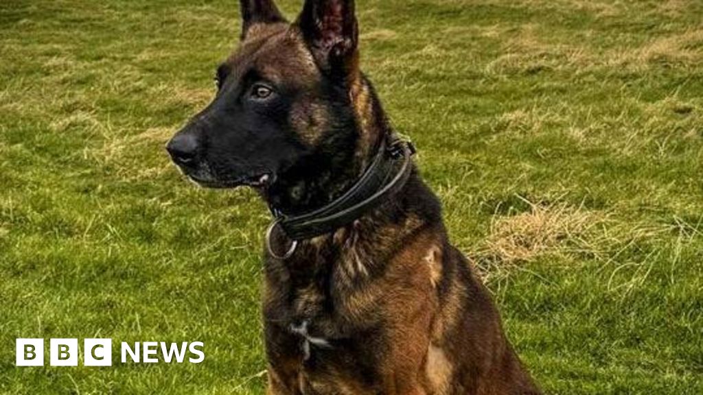 Police dog injured on duty in Aberdeen returns to action