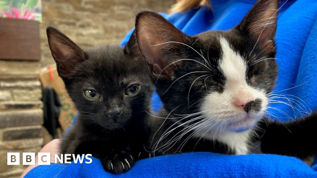 Yorkshire Cat Rescue pet rehoming requests at record levels