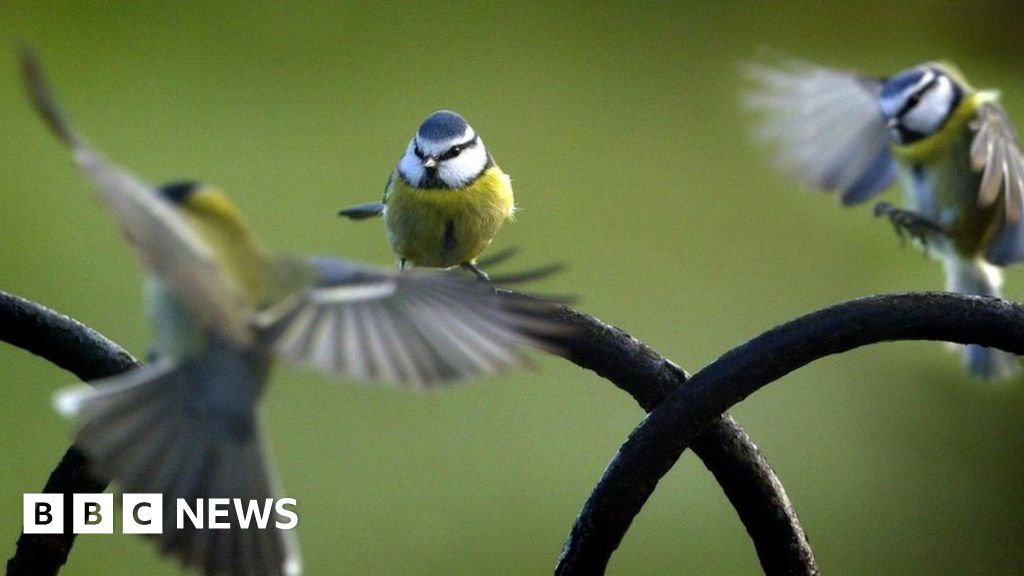 Big Garden Birdwatch: Thousands join RSPB weekend - BBC News