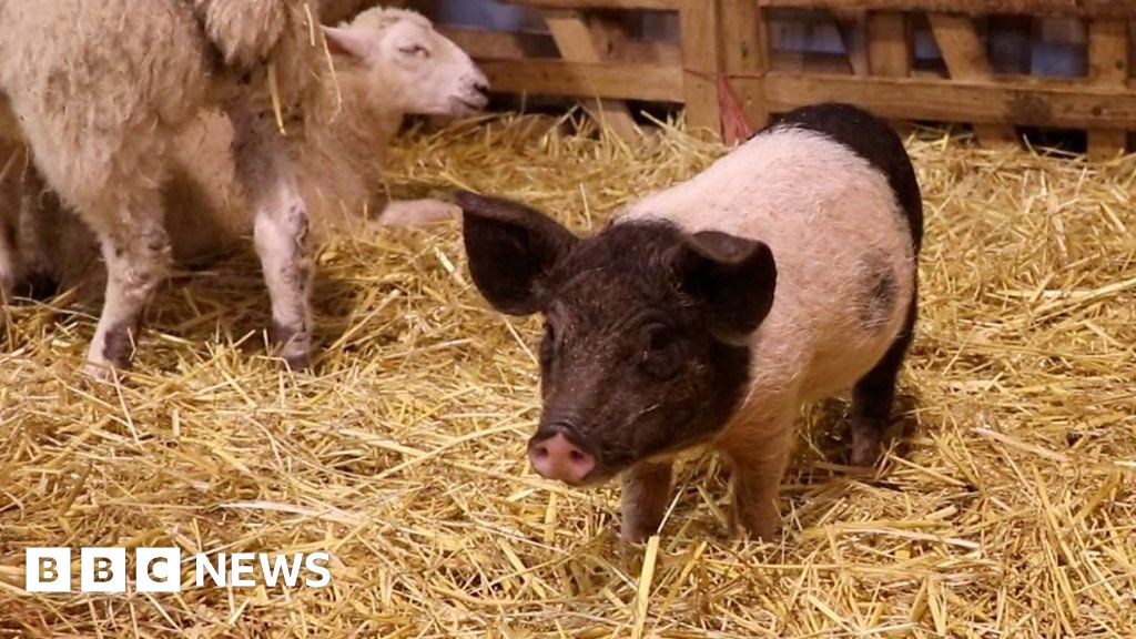 Meet Ali, the orphaned pig that thinks she is a sheep