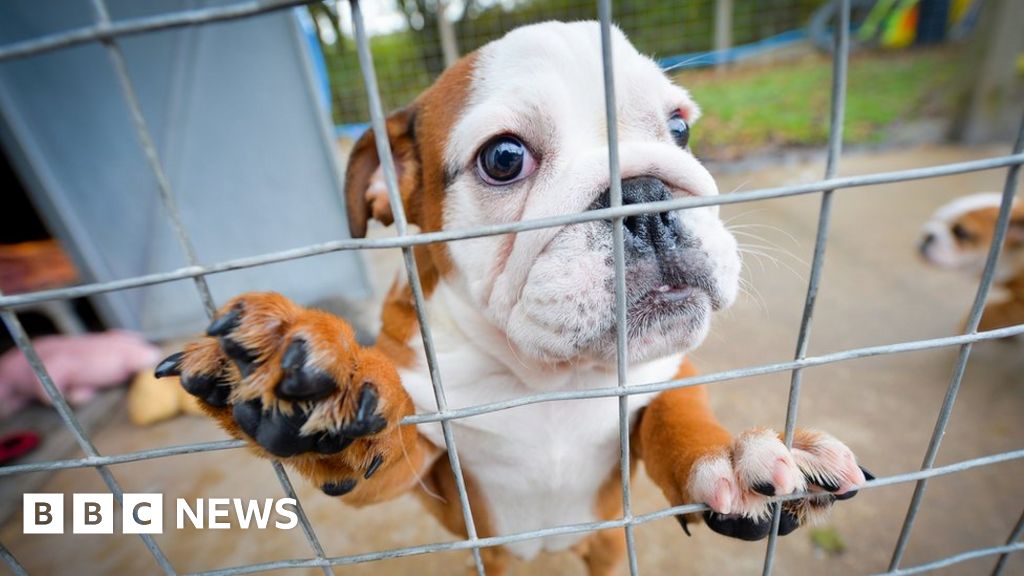 Can Brexit help end puppy smuggling? - BBC News