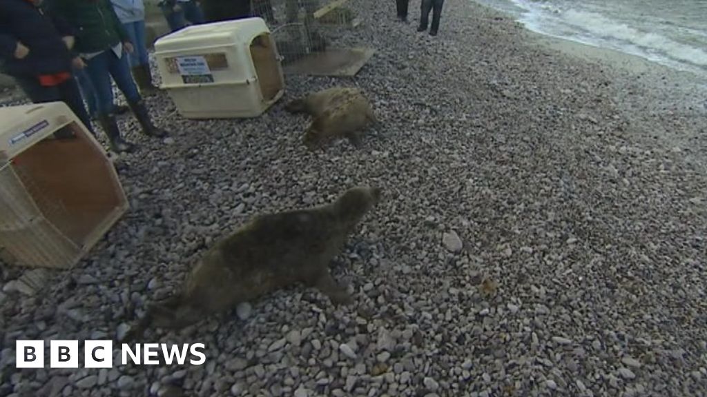 Conwy zoo releases rescued seals back to wild on beach - BBC News