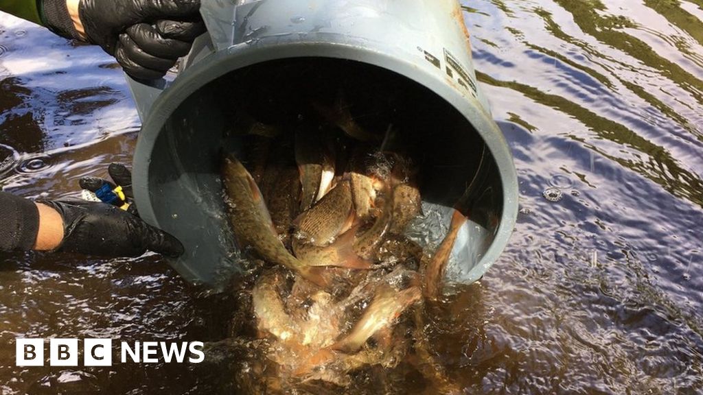 Fish to be released into Leicestershire's rivers