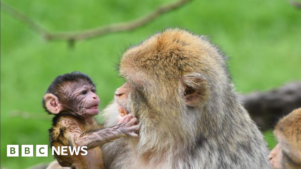 Endangered monkeys born in the treetops at Trentham