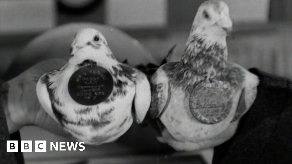 Heroic D-Day pigeon from Portsmouth remembered on Dickin Medal 80th ...
