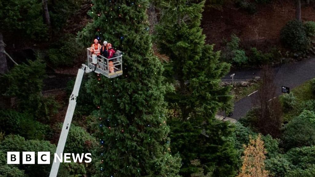 Decorating the world's tallest Christmas tree at National Trust Cragside