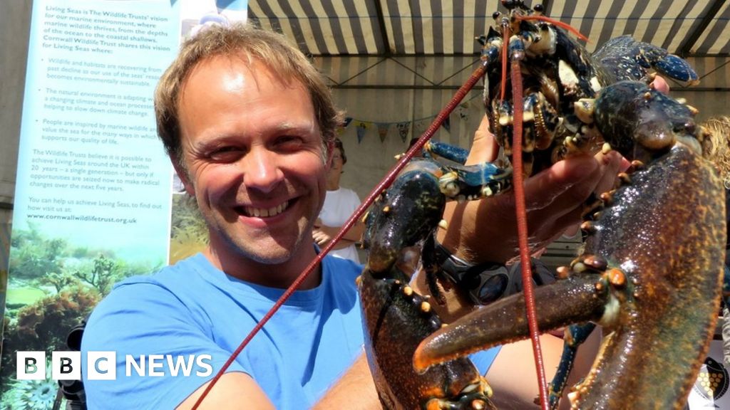 Cornwall marine wildlife experts' conservation work awarded - BBC News
