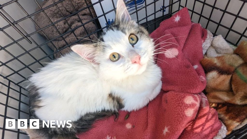 Missing Filey cat found after mysterious 85-mile journey - BBC News