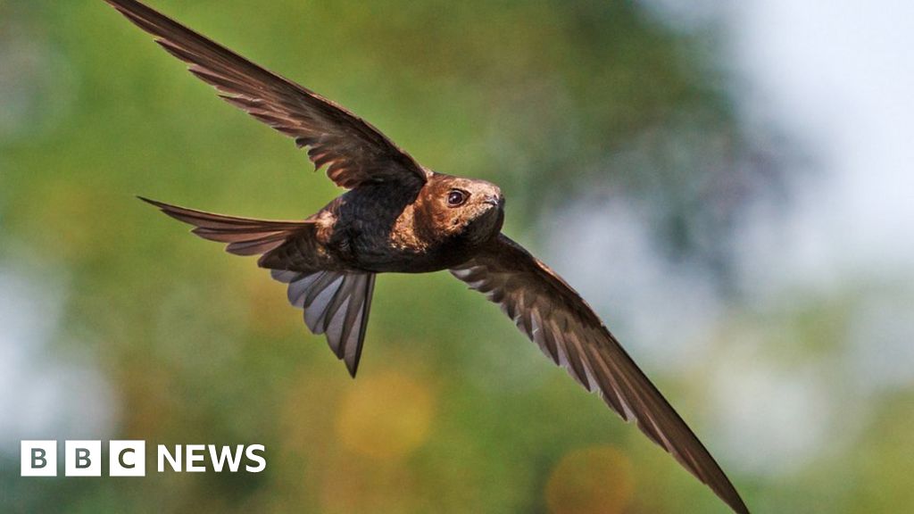 Leicestershire council given £77k to tailor swift nesting sites - BBC News