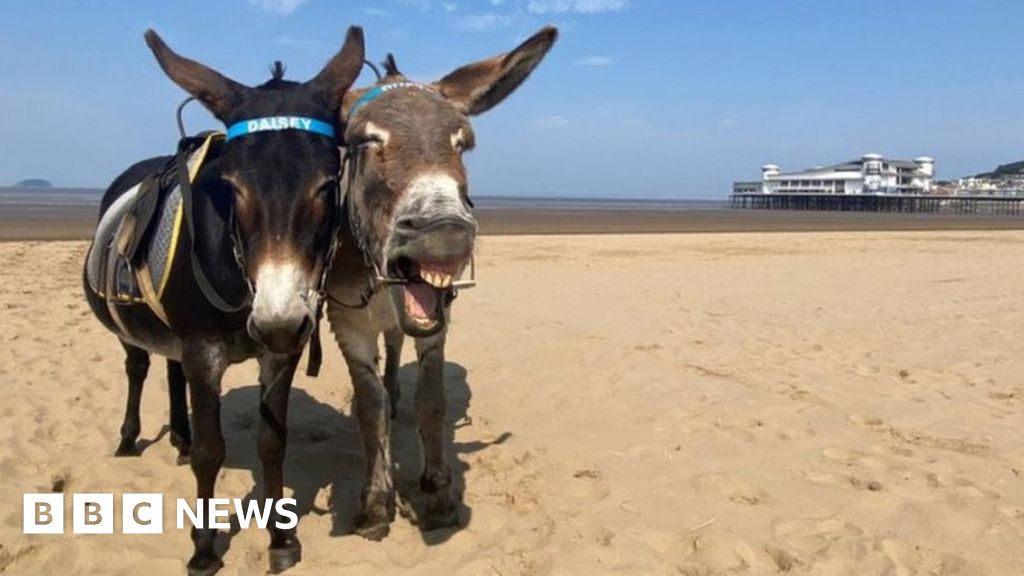 Weston-super-Mare beach donkeys 'happy to offer rides in heat' - BBC News