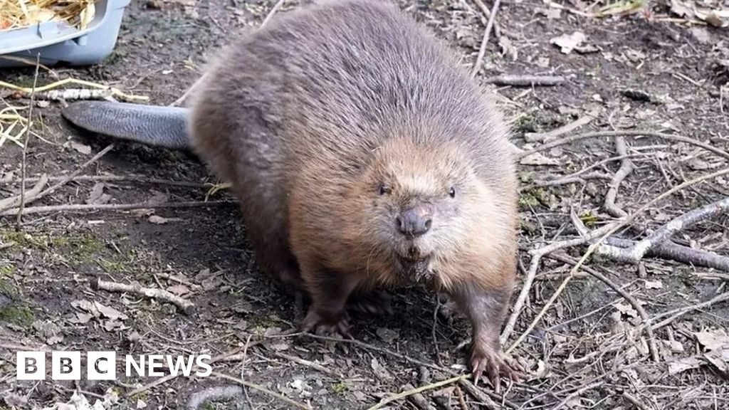 Trentham Estate welcomes family of beavers