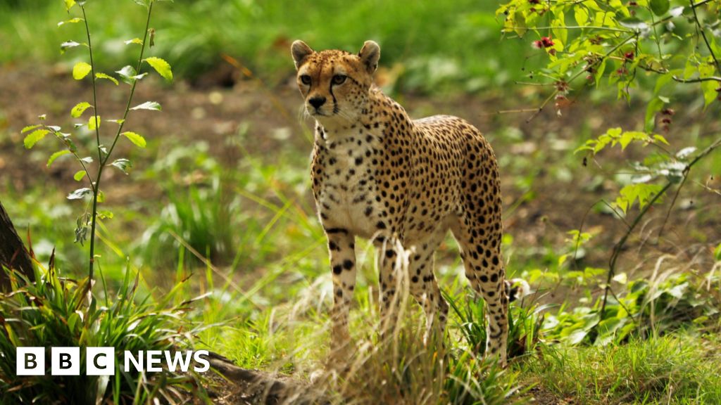 Cheetah dies weeks after arriving at Edinburgh Zoo