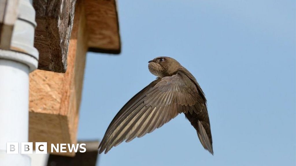 The mission to save swifts in a Devon market town - BBC News