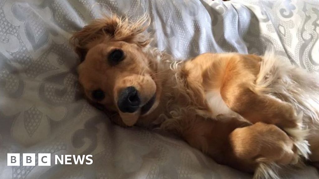 Stolen cavapoo Olive reunited with owners after campaign - BBC News