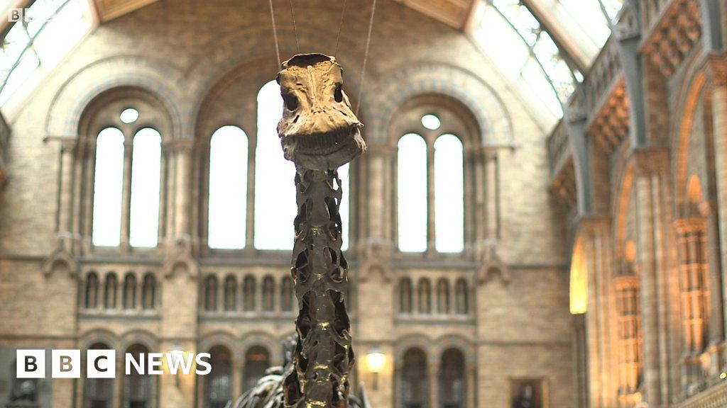 Dippy The Dinosaur Returns To Londons Natural History Museum Bbc News
