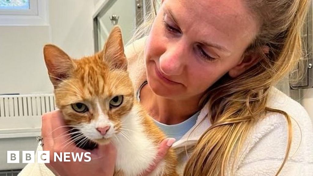 Sudbury cat missing for five years turns up two miles away - BBC News