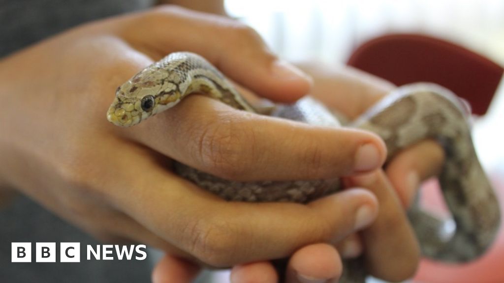 Ipswich's 'Robocop' Sgt Ali Livingstone avoids snake arrest - BBC News