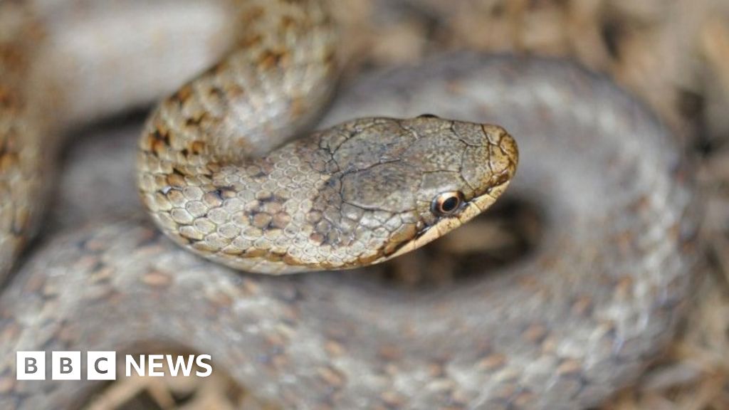 Smooth snakes: Bid to save the UK's rarest reptile with £400k grant ...