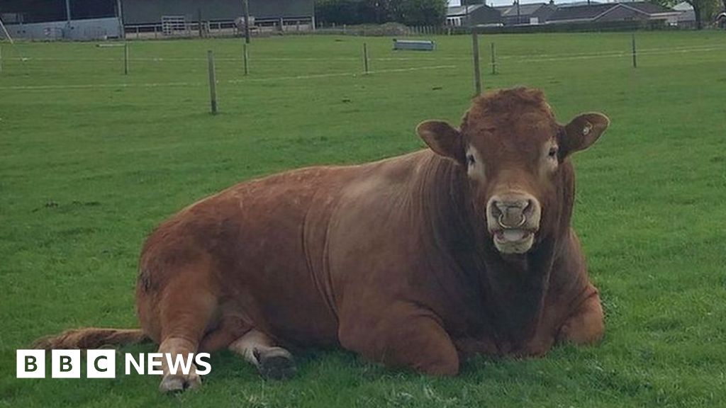 Bull's bid to scratch 'itchy bum' cuts off power to 800 homes - BBC News